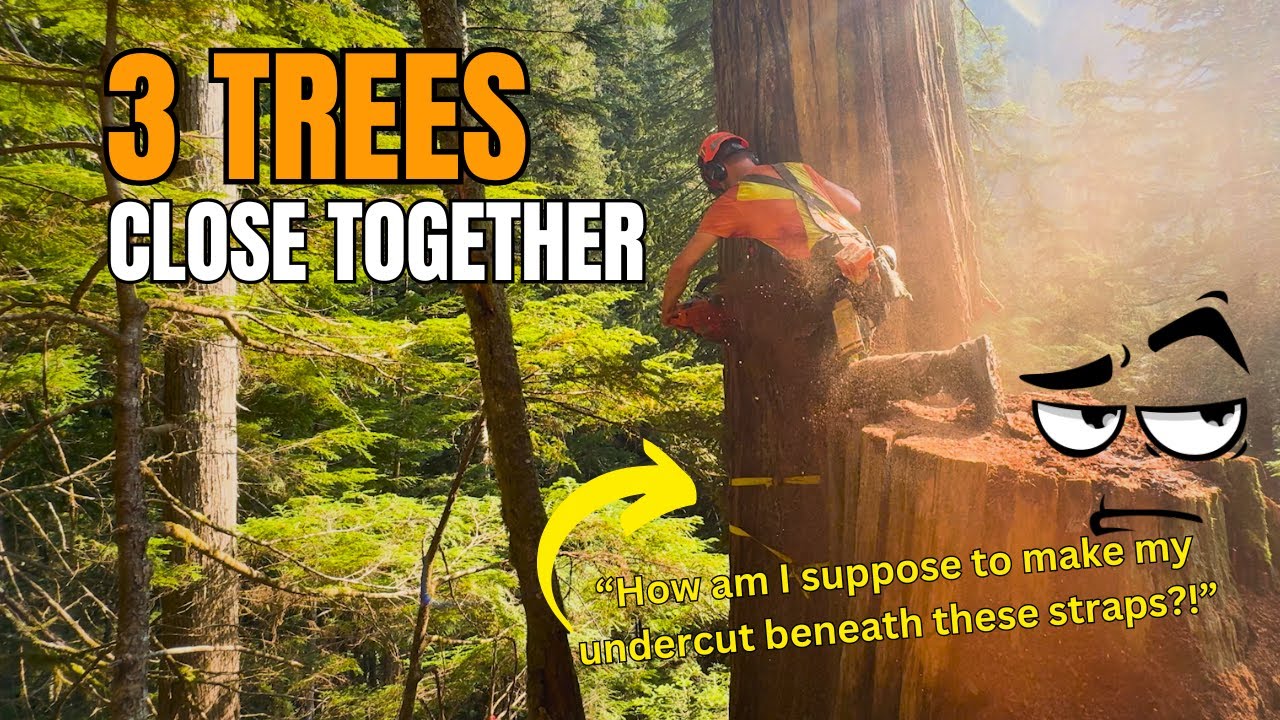 152. Triple Tree Challenge - YouTube