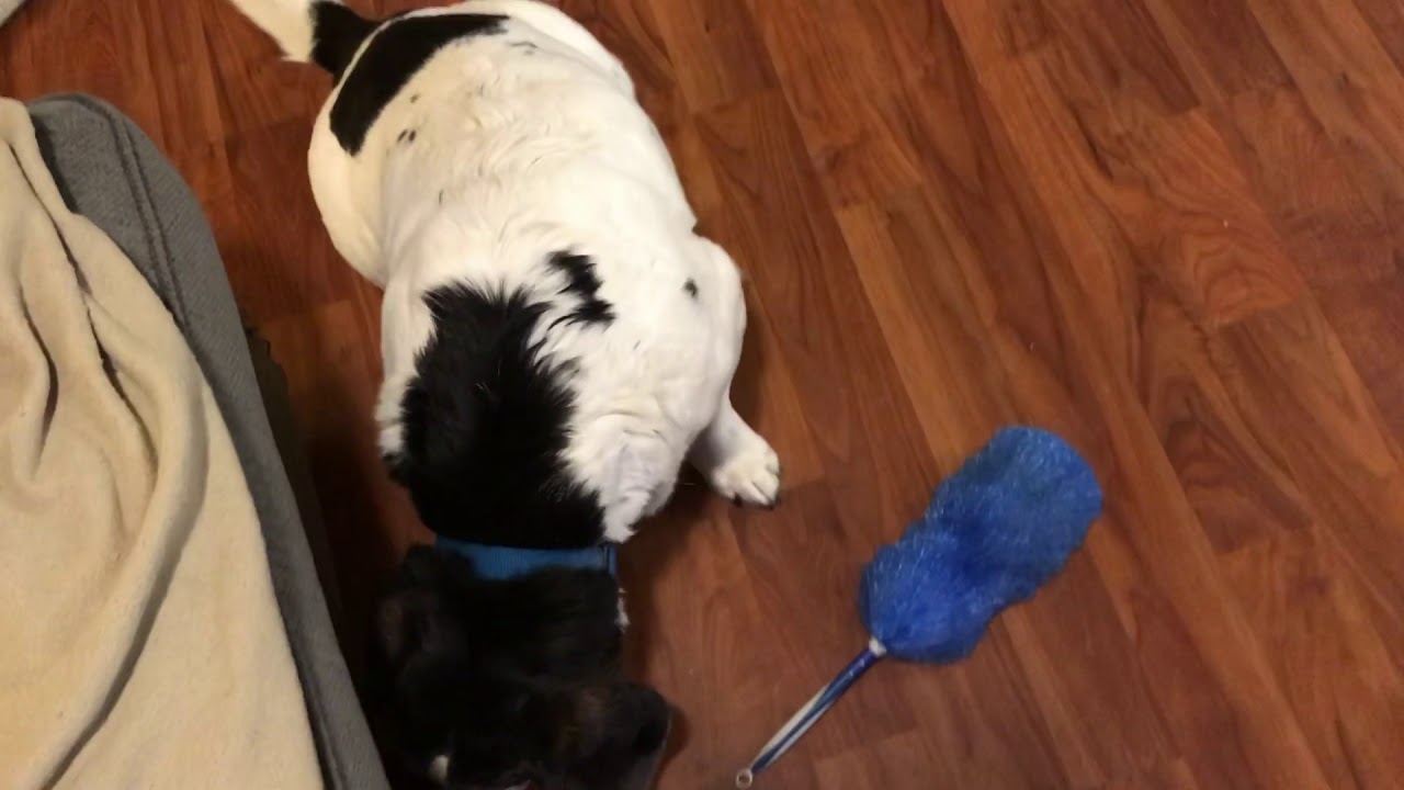 I TAUGHT MY OLD DOG A NEW TRICK FOR GMM - YouTube