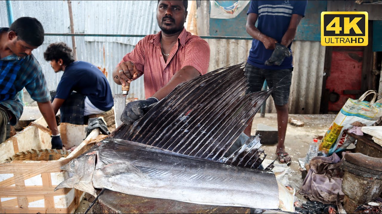 BIG SIZE MAYIL KOLA FISH CUTTING IN KASIMEDU FISH MARKET | BIG FISH ...