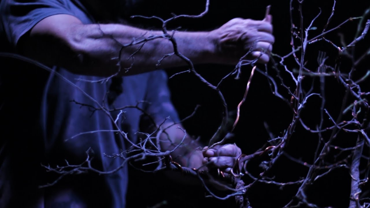 Bonsai Floresta de Tamarindo - Connery / DiCaprio / Tim (Tamarindus indica) vídeo 3 - YouTube