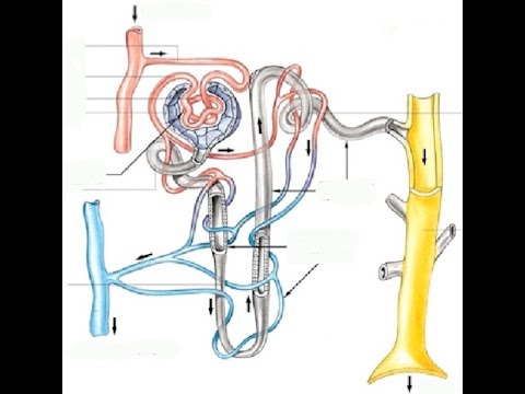 Uitscheiding 1 Bouw nieren - YouTube