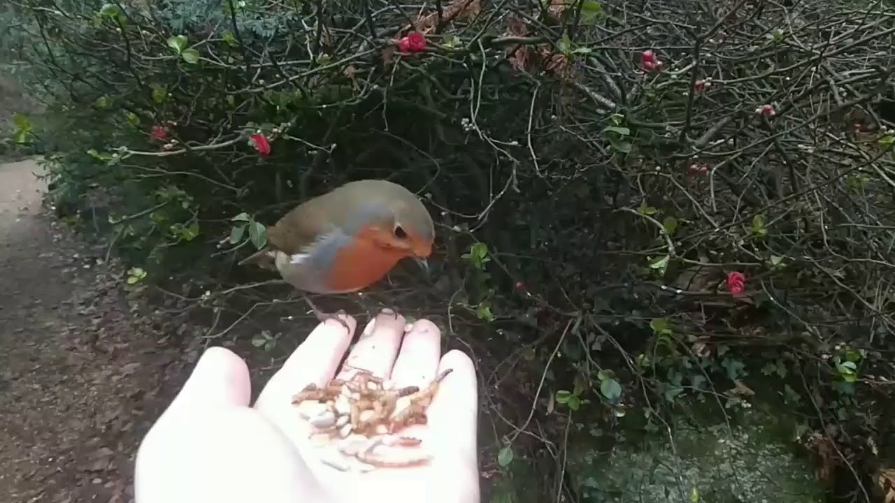 Hand feeding paired robins - YouTube