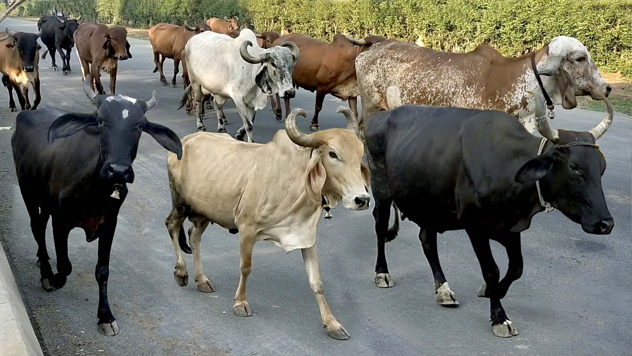 Indian cow playing video | goat and sheep playing |village life in ...