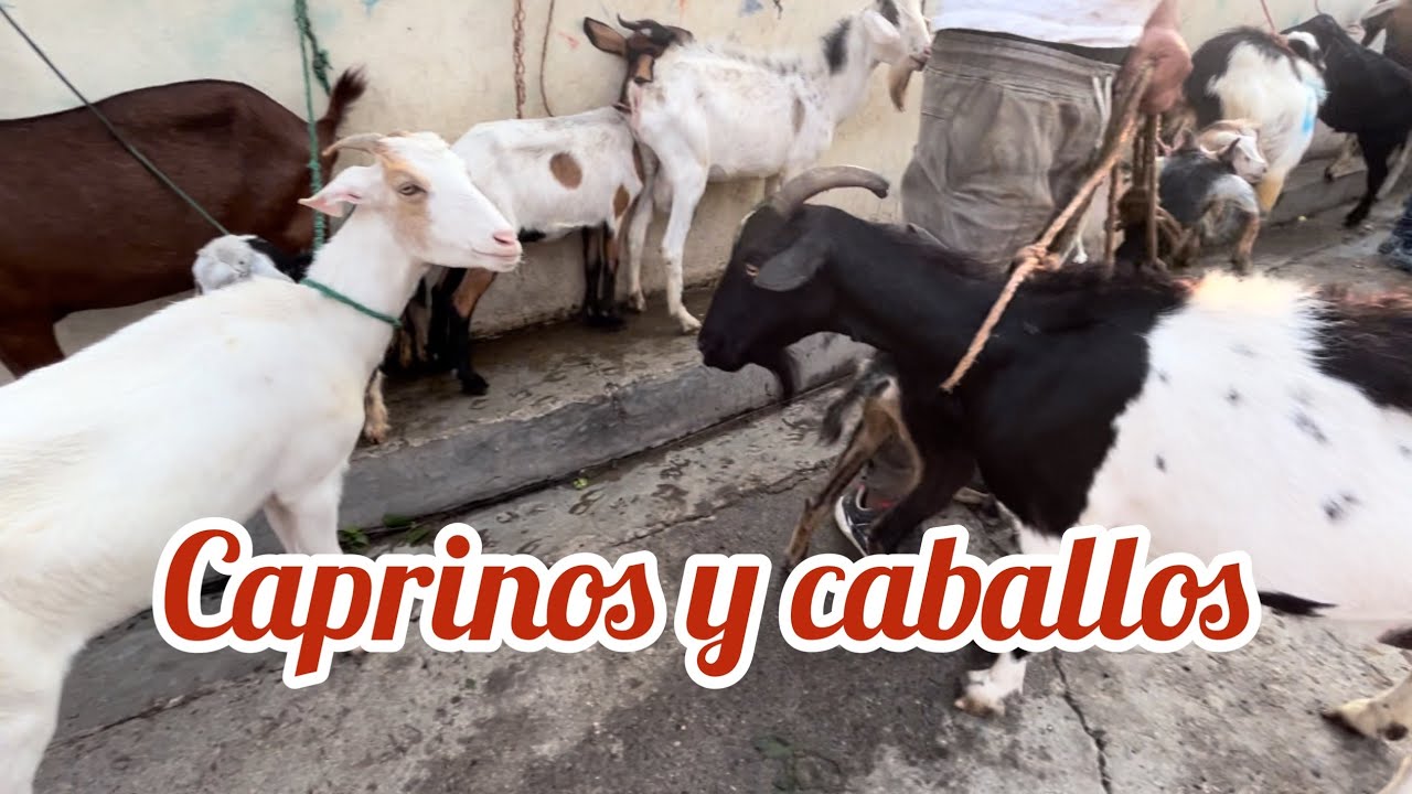 Segunda parte de los caprinos y caballos 05/30/23 - YouTube