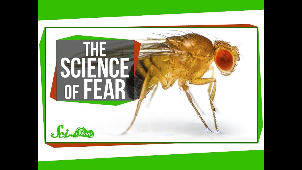 Seasonal Genes & The Science of Fear - YouTube