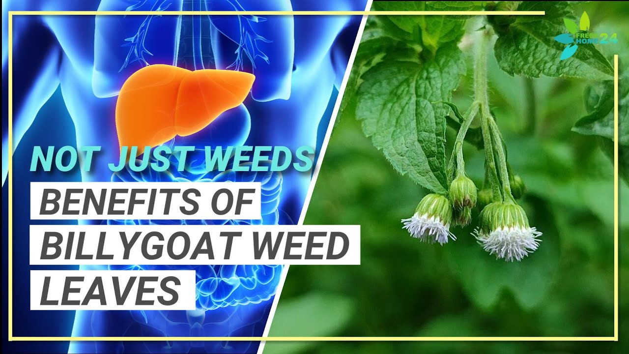 Benefits of Billygoat Weed Leaves | Ageratum conyzoides - YouTube