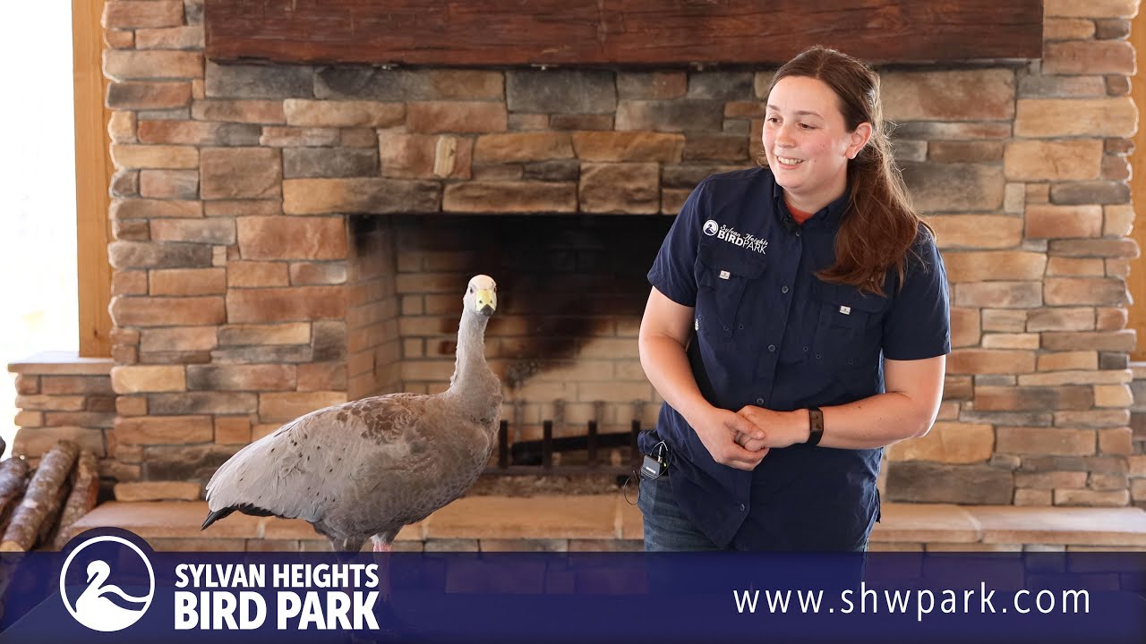 Keeper Talk - Cape Barren Goose - YouTube