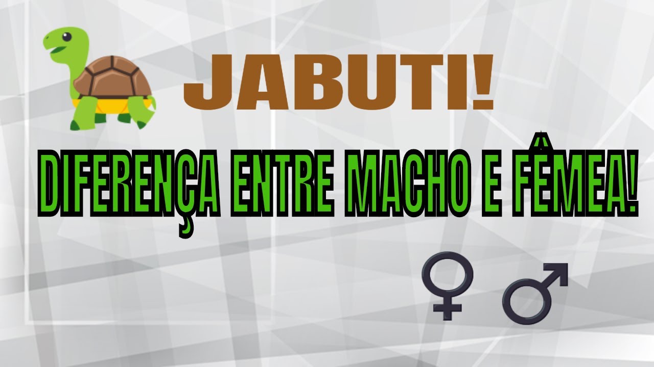 JABUTI (SAIBA QUAL É O MACHO OU A FÊMEA) - YouTube