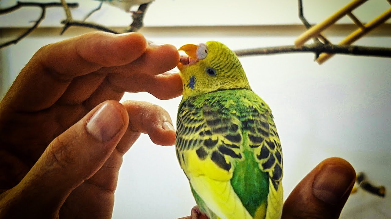 Tamed Baby Budgie loves biting hands like mother - YouTube