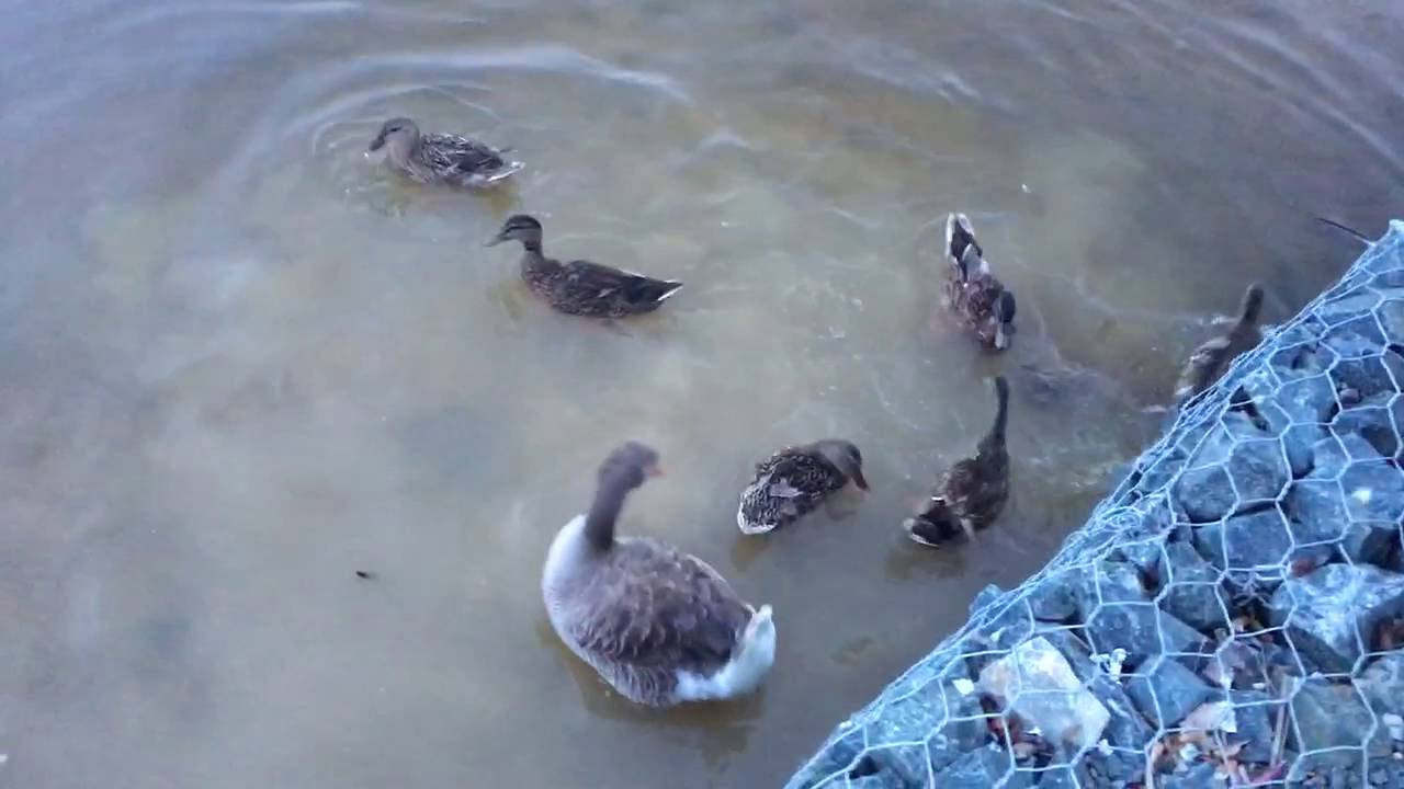 Mama And Lil Ducklings - YouTube