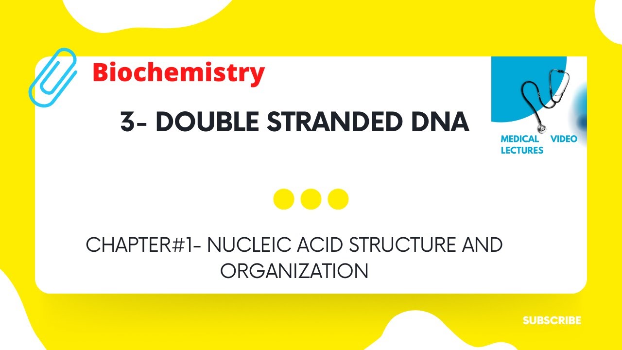 Double Stranded DNA | CHAPTER#1- NUCLEIC ACID STRUCTURE AND ...