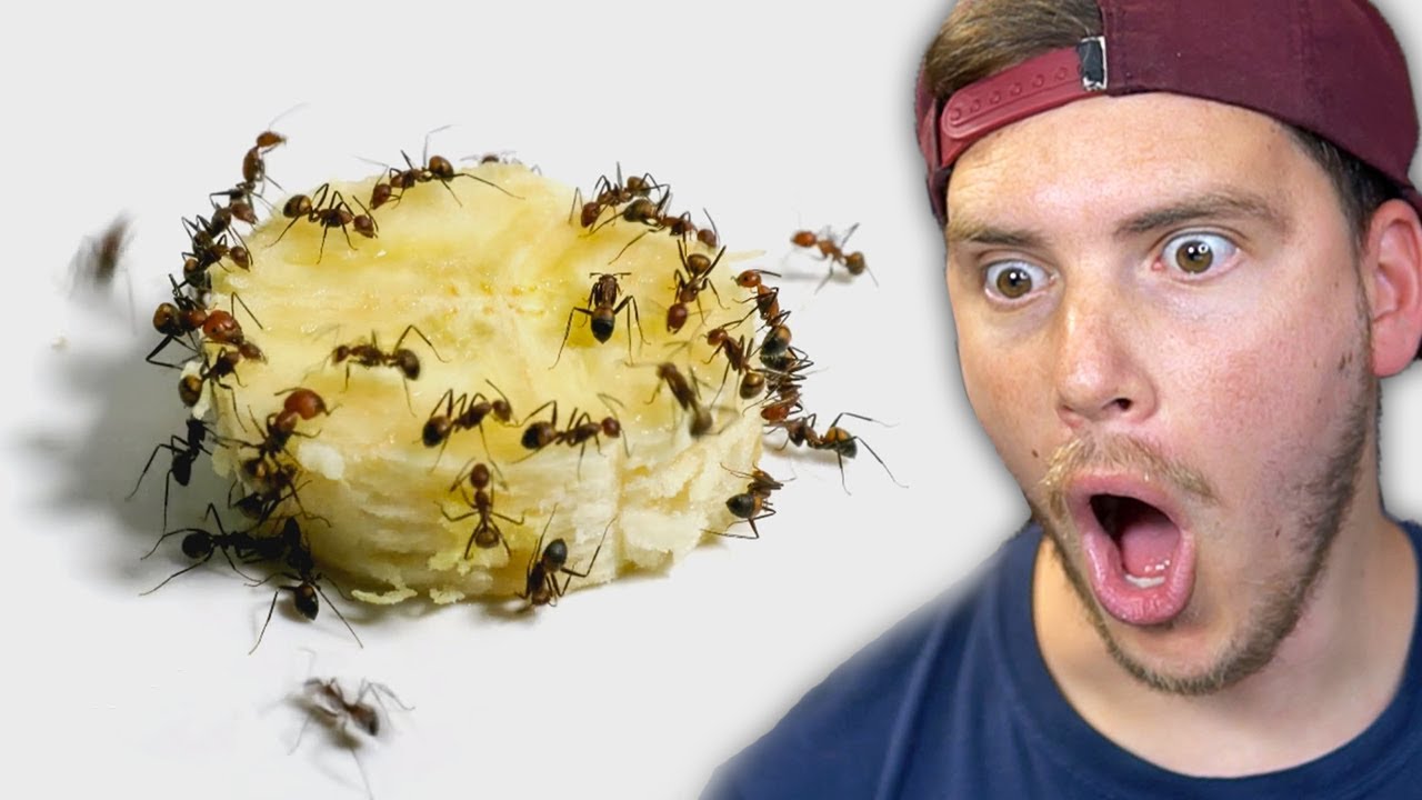 FORMICHE VS CIBO in TIME LAPSE - PROVA A NON DIRE WOW! - YouTube