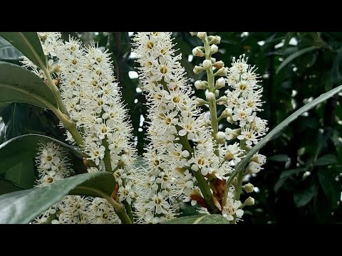 Taflan çiçeği gibi karlar altında kaldım || Her kapım çaldığında ben seni geldi sandım🌹