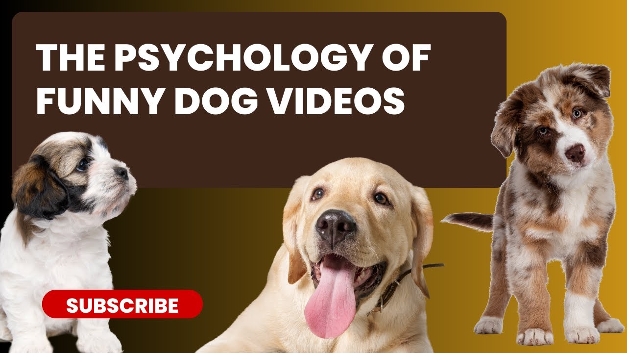 Why Do People Like Funny Dog Videos? - YouTube