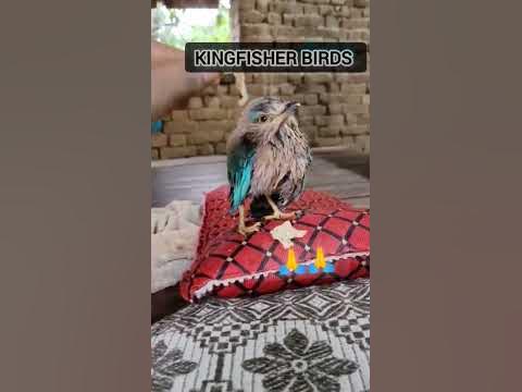 It is auspicious to see Neelkanth on Monday or Dussehra.of Neelkanth ...