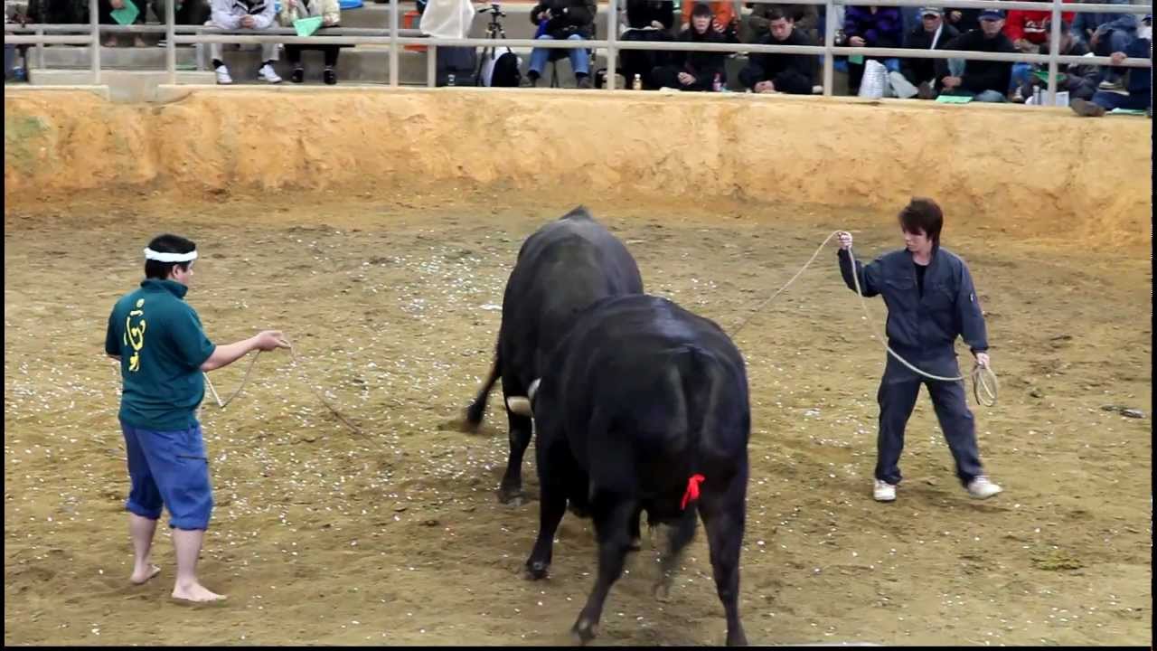 Bullfighting in Okinawa, Japan 29Jan2012 - YouTube