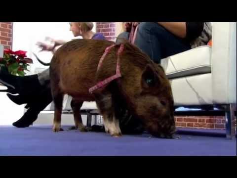 Vet Zara in the media