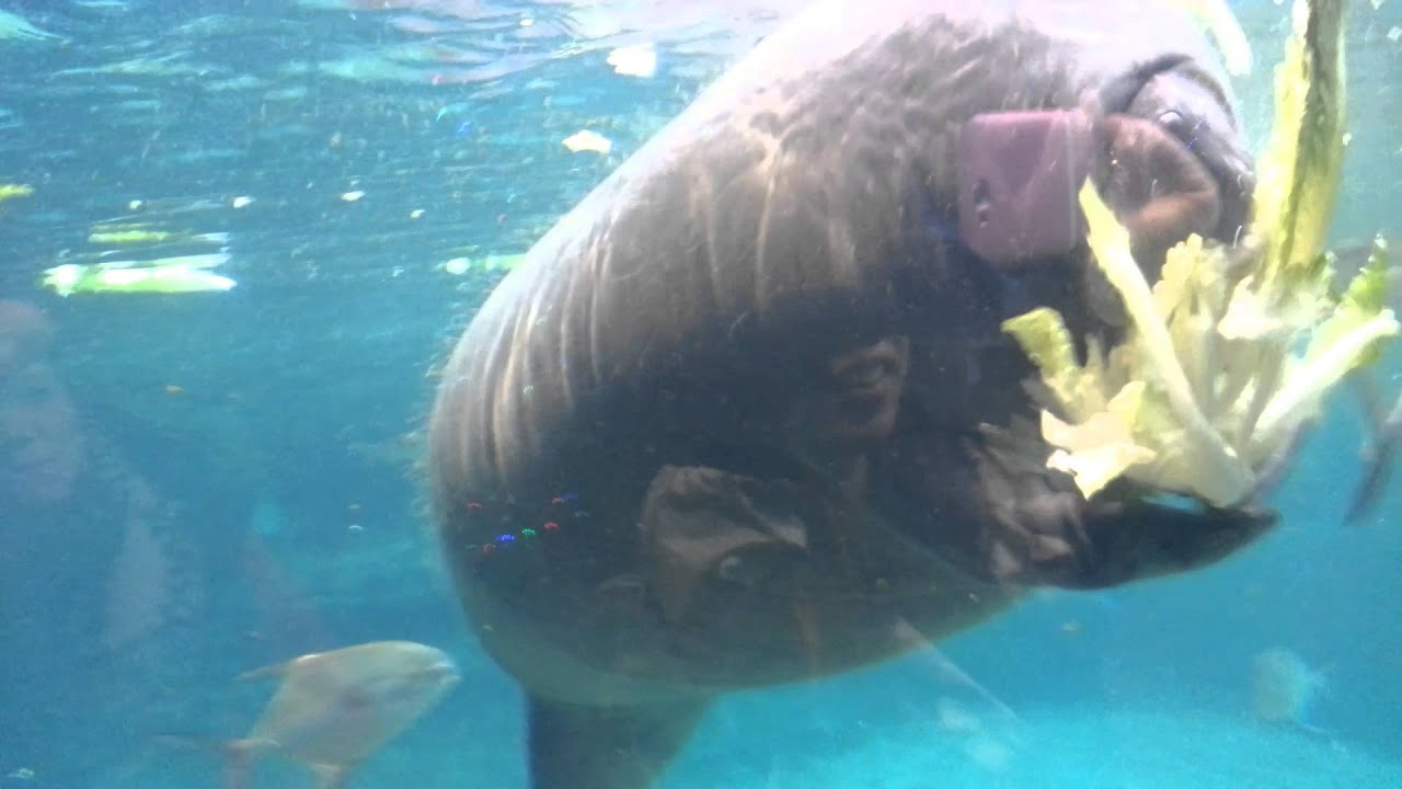 Cute Manatee Eating