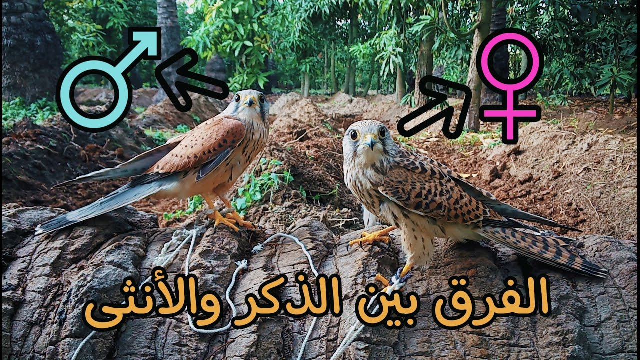 الفرق بين الذكر والأنثى في صقر الشرياص و معلومات عن كيفية تدريبه Youtube