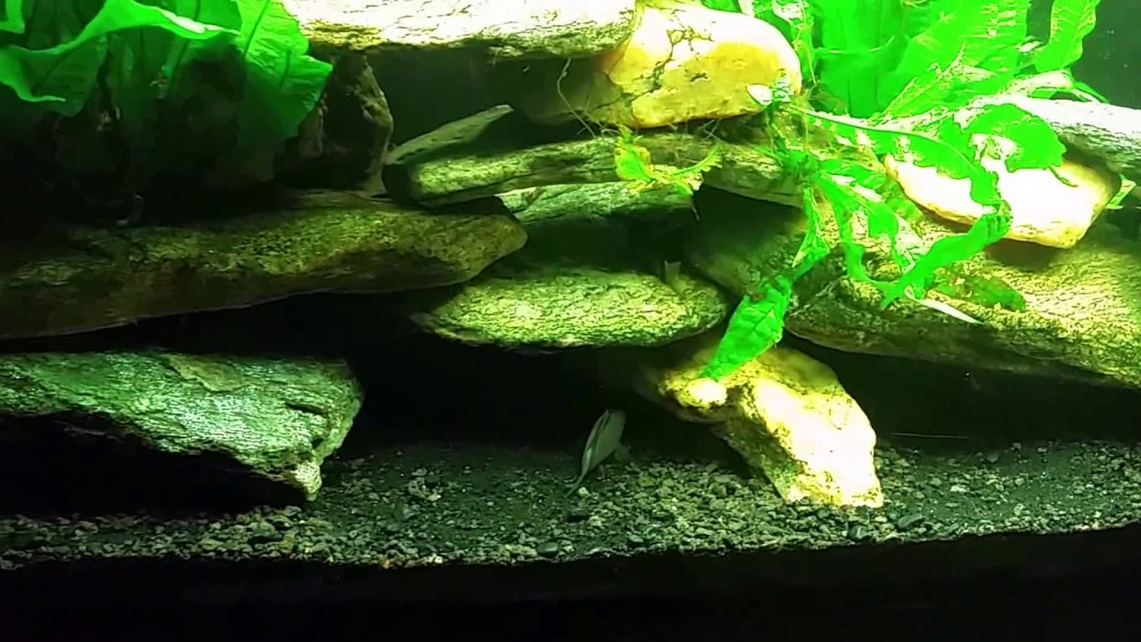 Angelicus Loach aka Kubotai Botia - YouTube