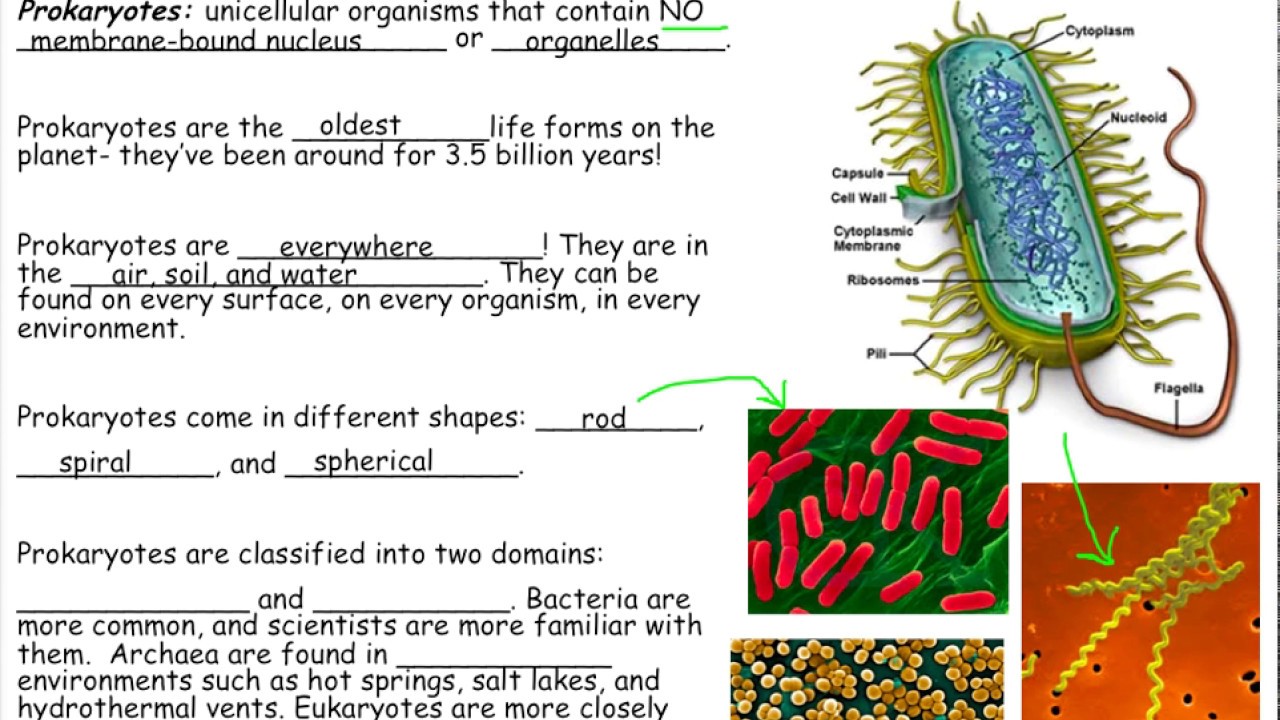 Prokaryotes and Protists part I video lecture - YouTube