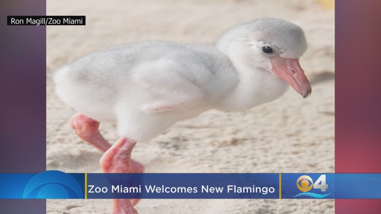 Zoo Miami Welcomes Caribbean Flamingo Hatchling - YouTube