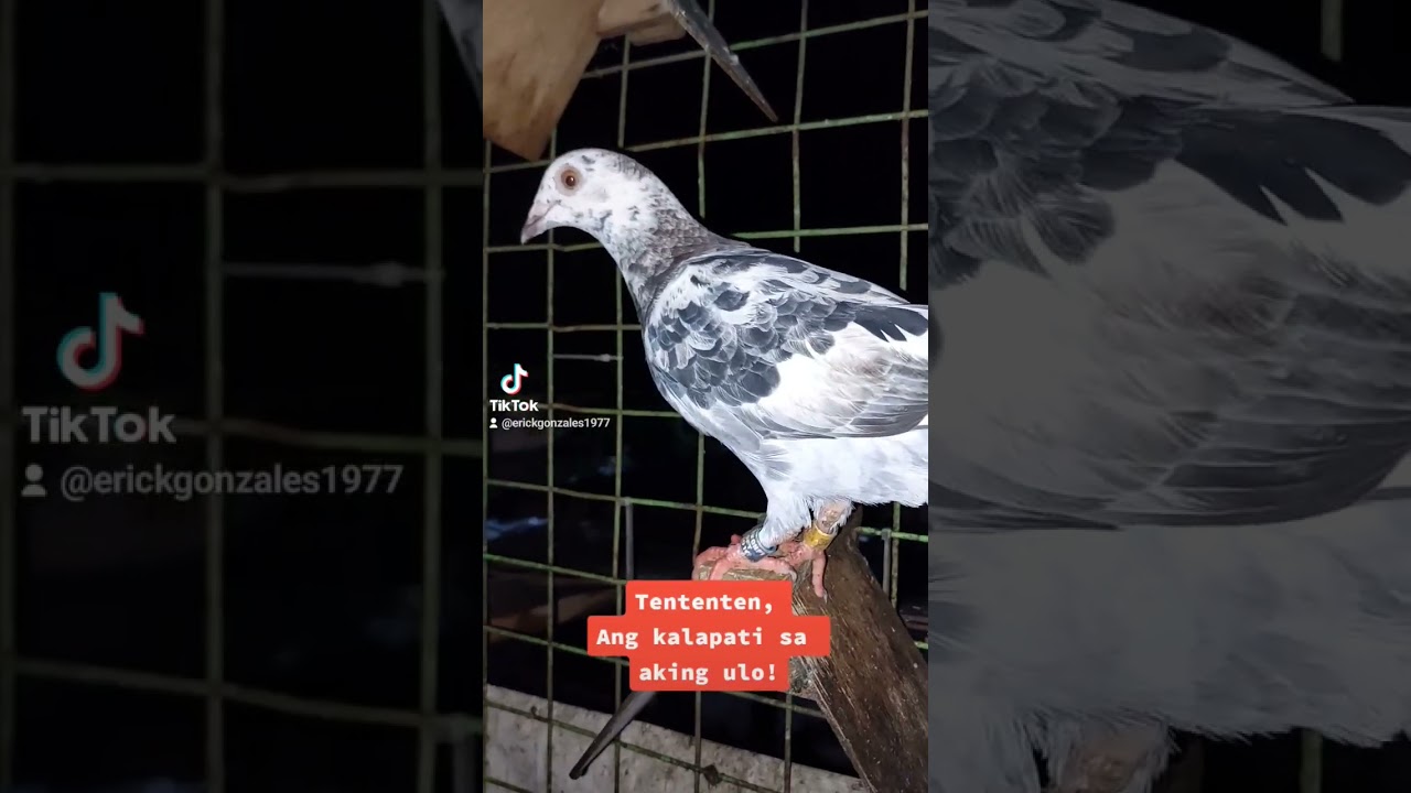 Makulit na kalapati! Kalapati sa ulo! #shorts #pigeons #kalapati - YouTube