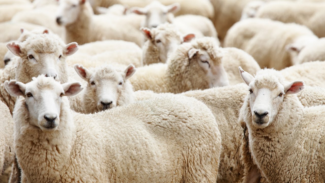 Student Does This With Sheep Because He Was Stressed About School YouTube student-does-this-with-sheep-because-he-was-stressed-about-school-youtube