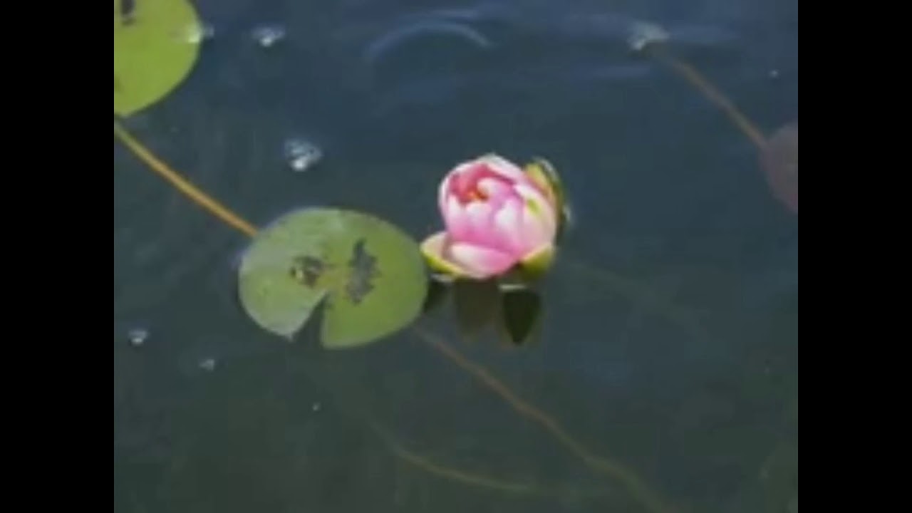 Time lapse of a lotus flower bloom | Rooman Technologies - YouTube