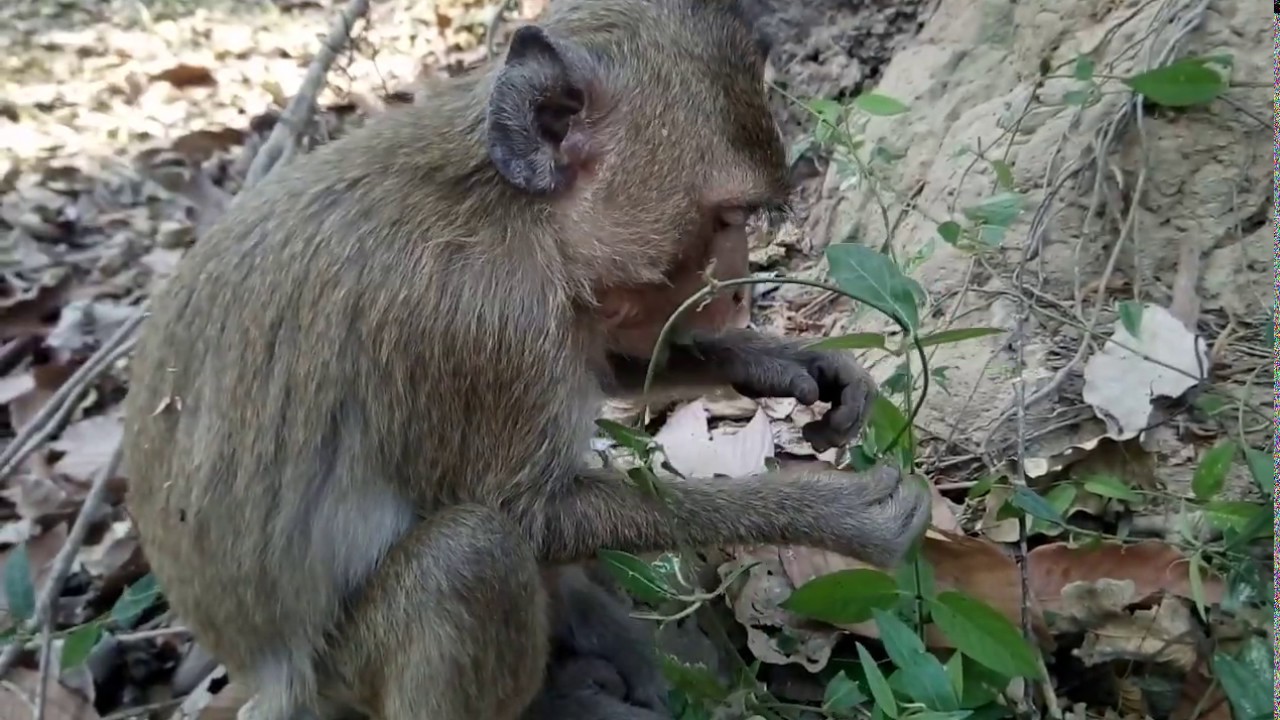 Monkeys and fodder/monkey styles daily - YouTube