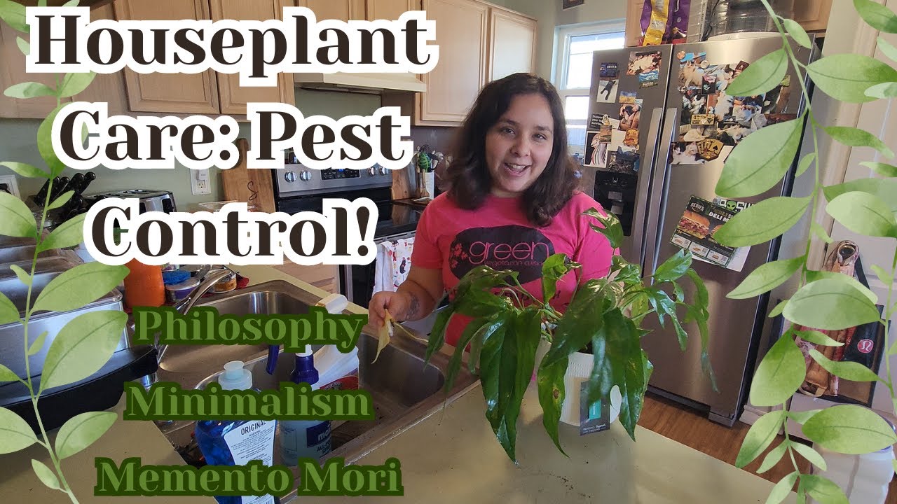 Houseplant Pest Control for Mealybugs & Aphids. Chit-chat about ...