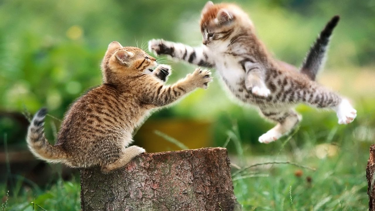 Hyperactive Kittens Playing - YouTube