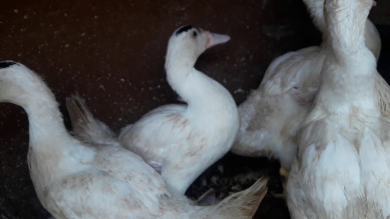 mis pollitos ross.y mis patitos criollitos - YouTube