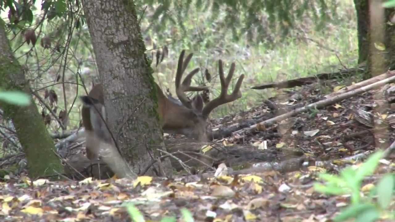 "Hunting Trophy Blacktail" with Tom Foss - YouTube