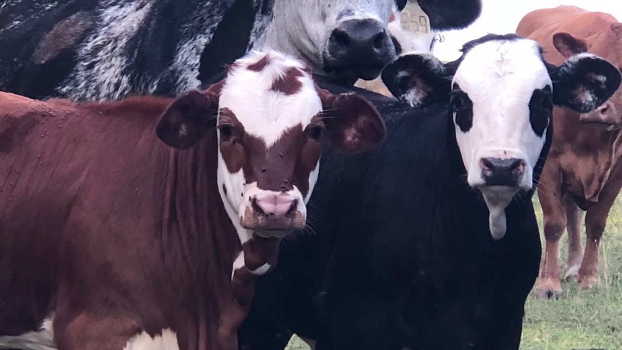 My Beefmaster Family by Makatlyn Burton - YouTube