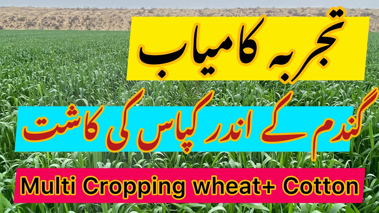 Cotton in wheat || Multi Cropping in Pakistan #farming - YouTube
