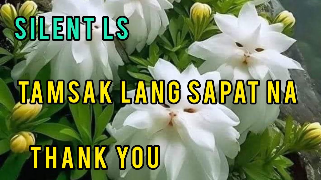 Kampupot channel is going live! good night everyone - YouTube