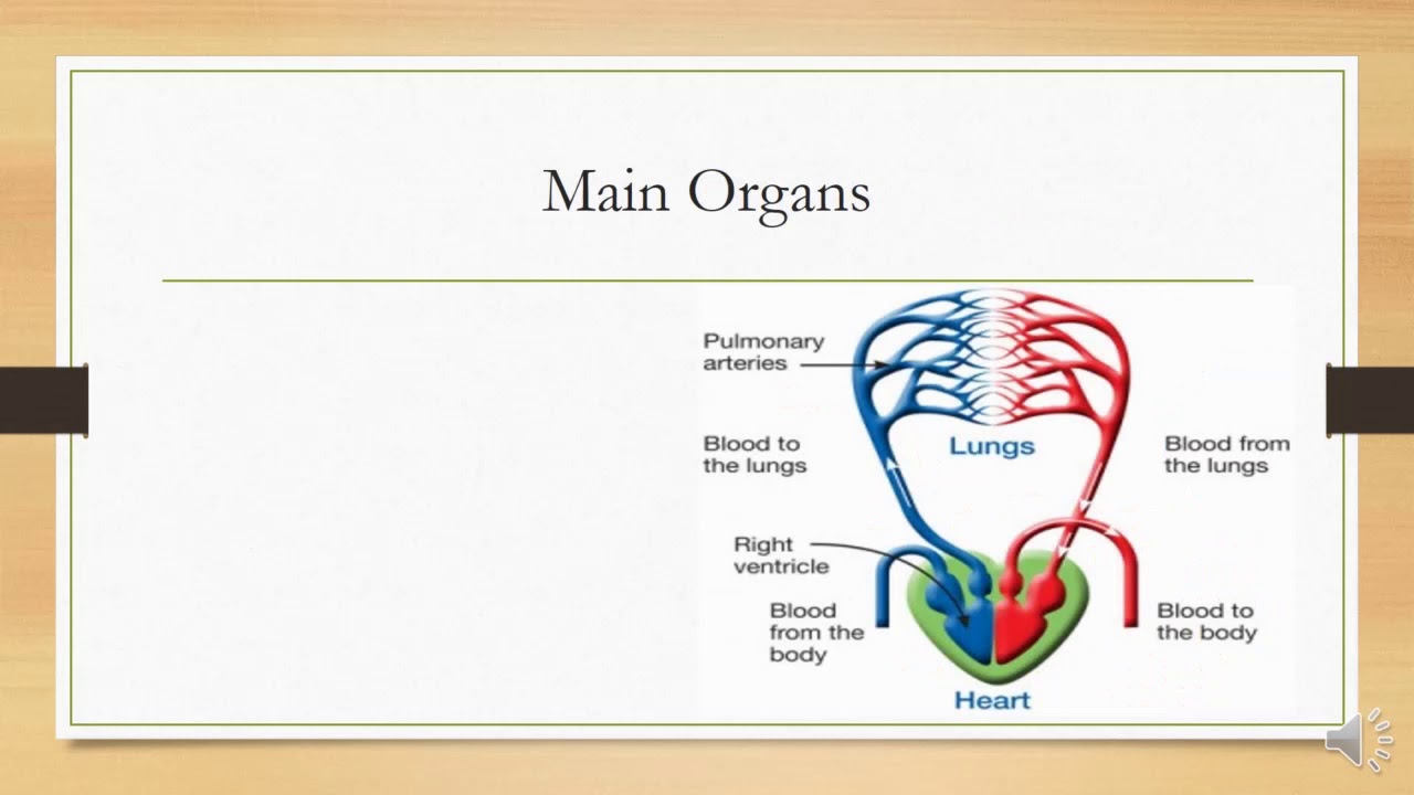 Grade-7 Science Lesson 5 Circulatory System - YouTube