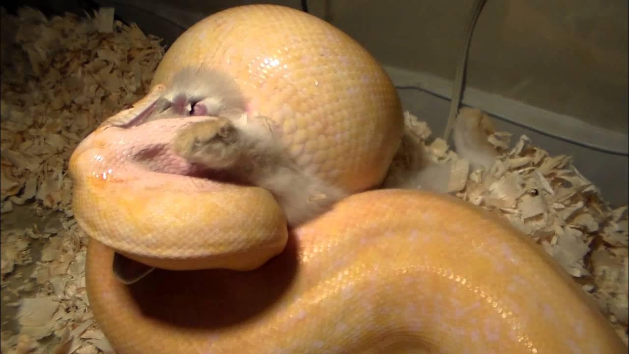 'Tater the albino burmese python eats adorable bunny - YouTube