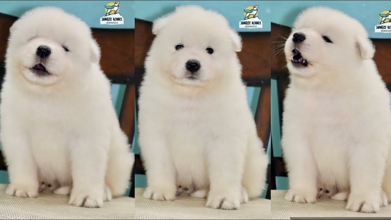 Top Quality Samoyed Puppies Available in India 9548400013☎️ || 🌺Best ...