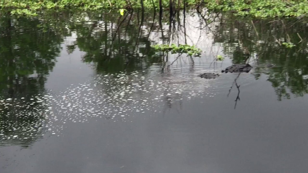Alligator in lake Houston - YouTube