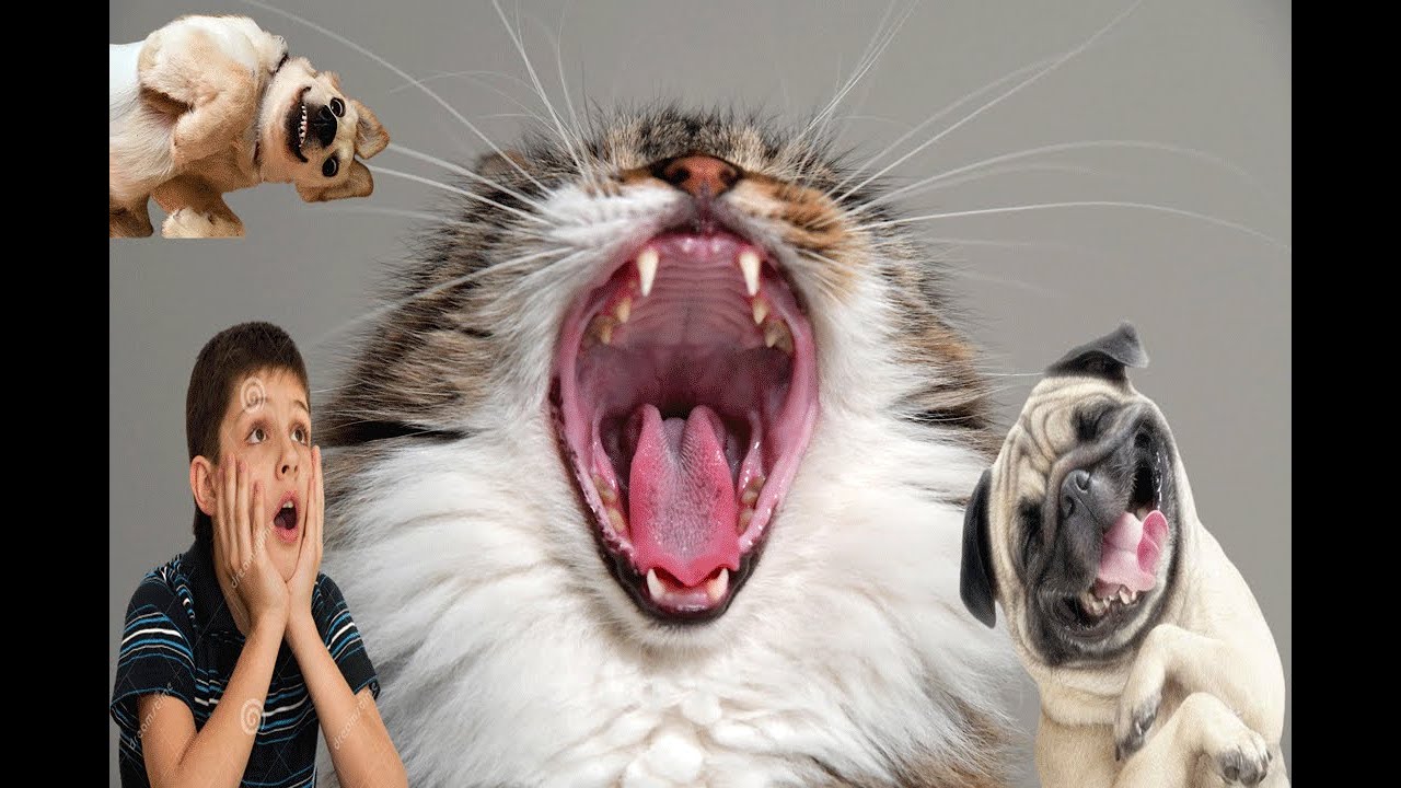 markiplier dog and cat | MEOW #Short #Shorts - YouTube