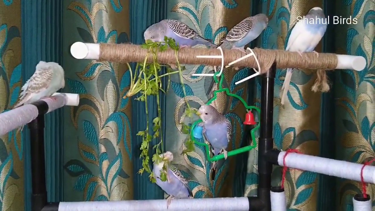 Budgie ~ training ~ 002 - YouTube