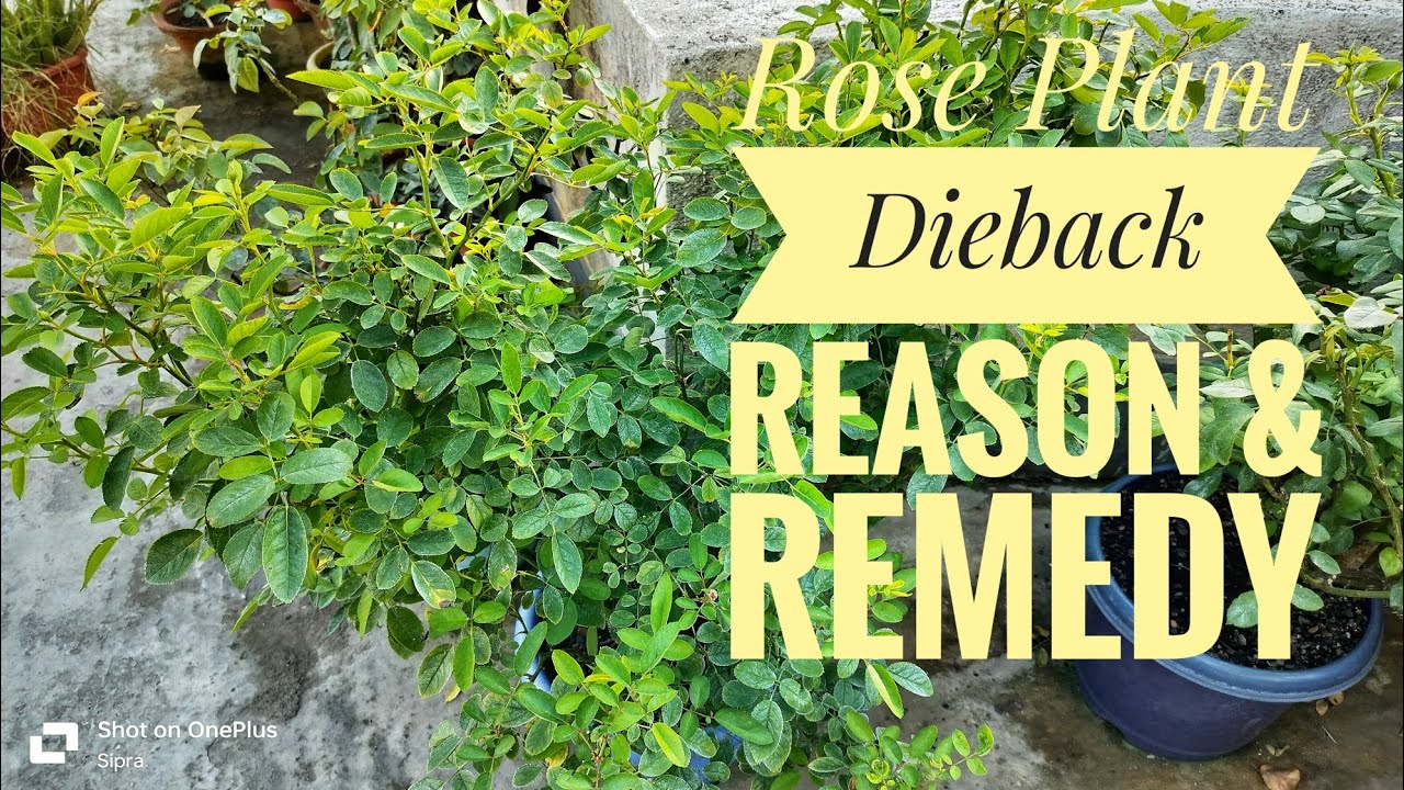 Rose plant Dieback Disease Causes & Treatment 🌹♥️🙏🌿🌿 - YouTube