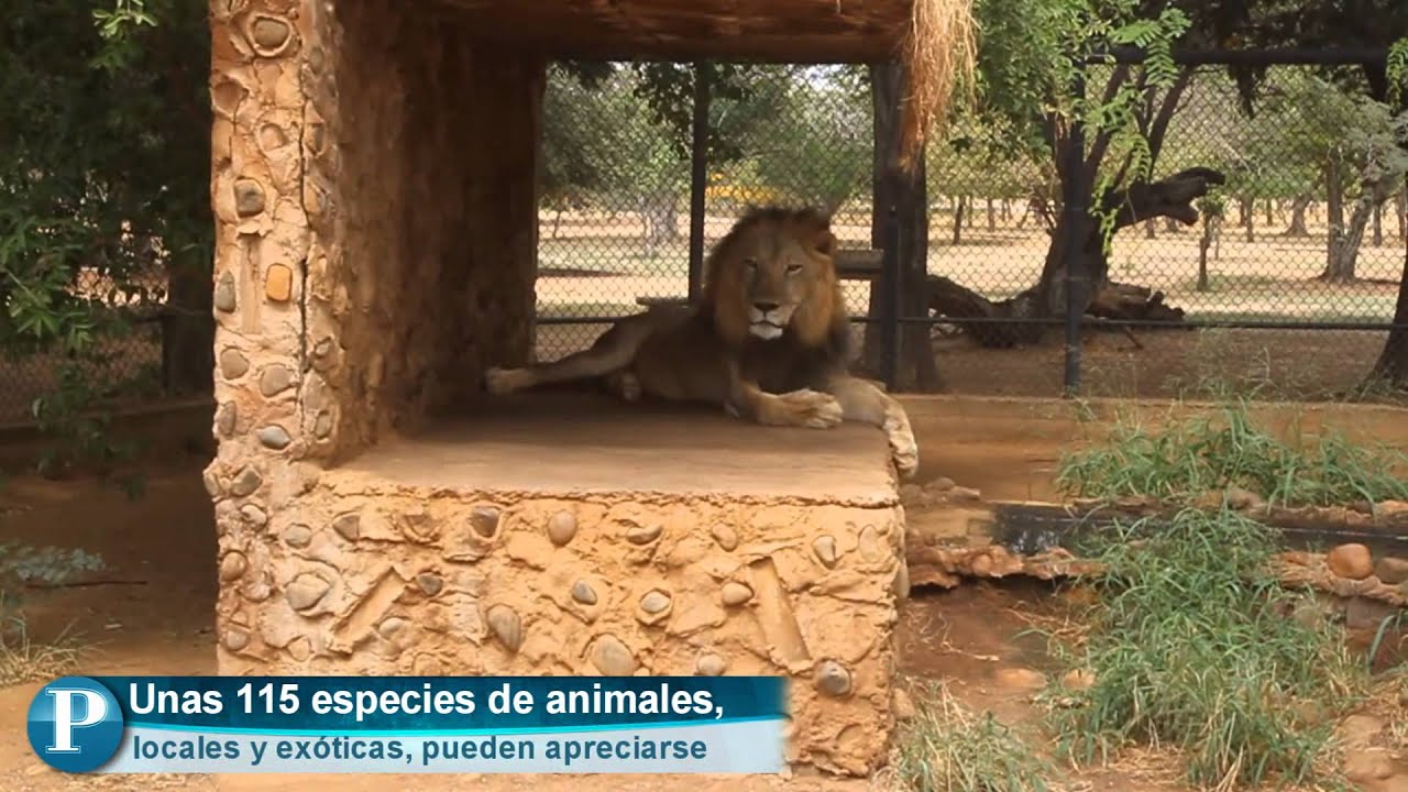 Parque Sur, un rincón de África en el Zulia - YouTube