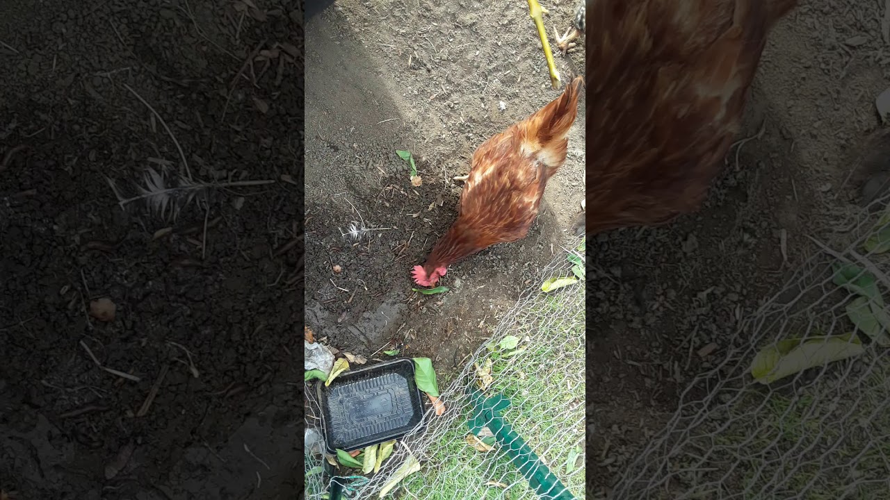 Feeding one of my main egg layers some delicious protein - YouTube