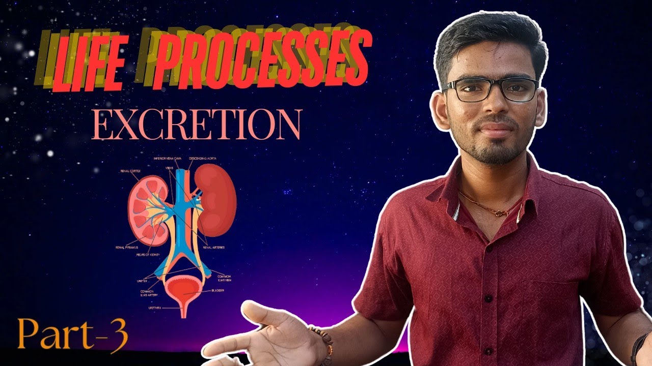 Excretion || class 10 || kidney ll Nephron || the next horizon ...