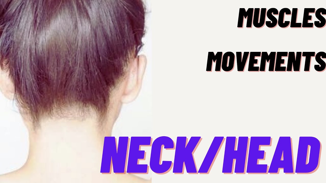 Anatomy:Muscle Movements:Neck/Head - YouTube