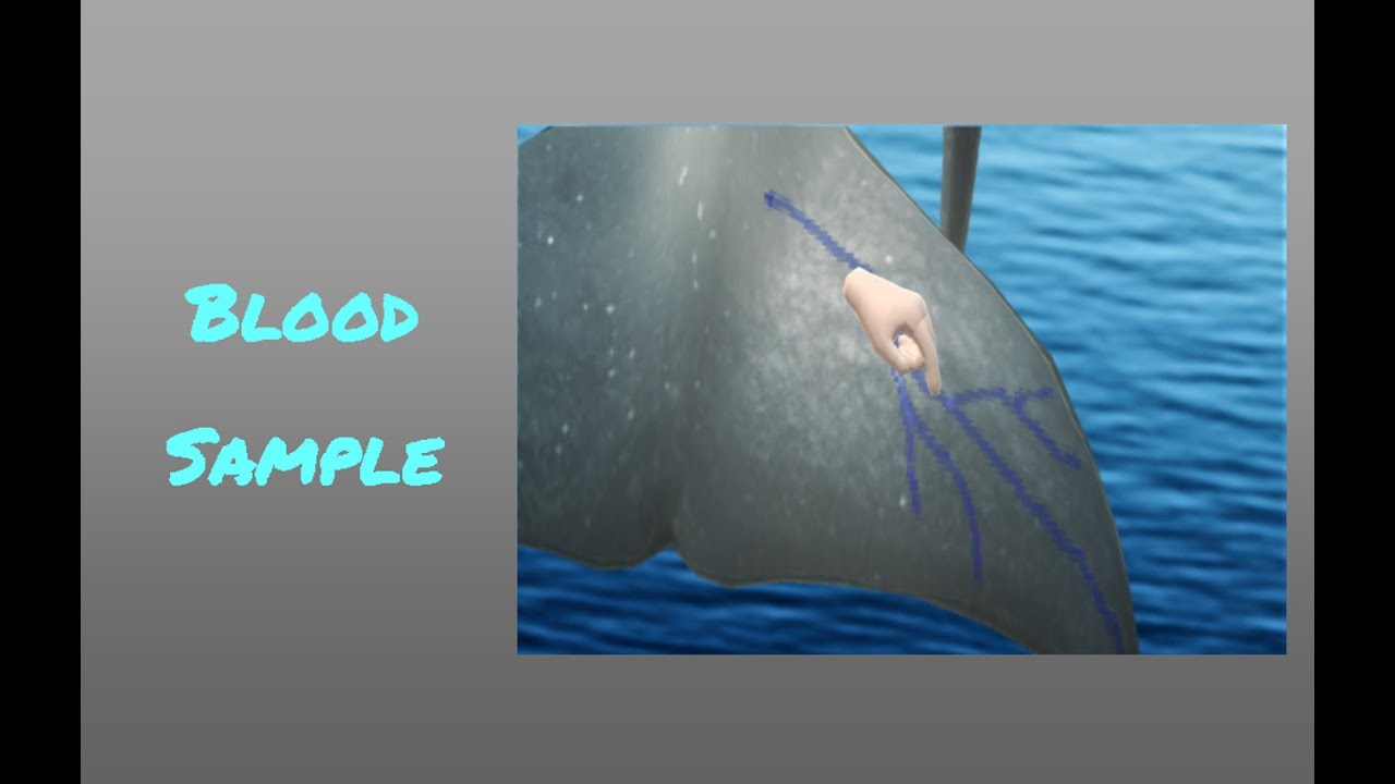How to take a blood sample from a dolphin - Husbandry - YouTube