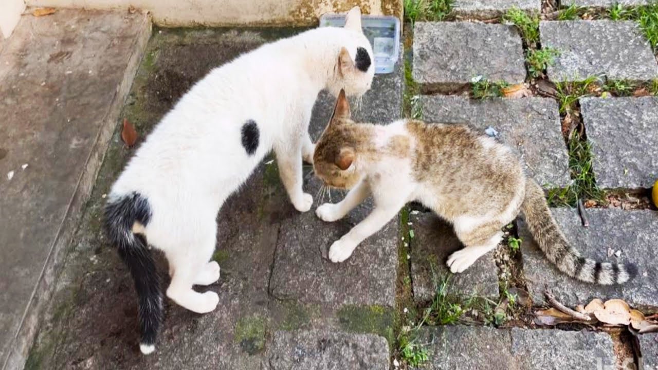 Angry male cats warming up for fighting|18 - YouTube